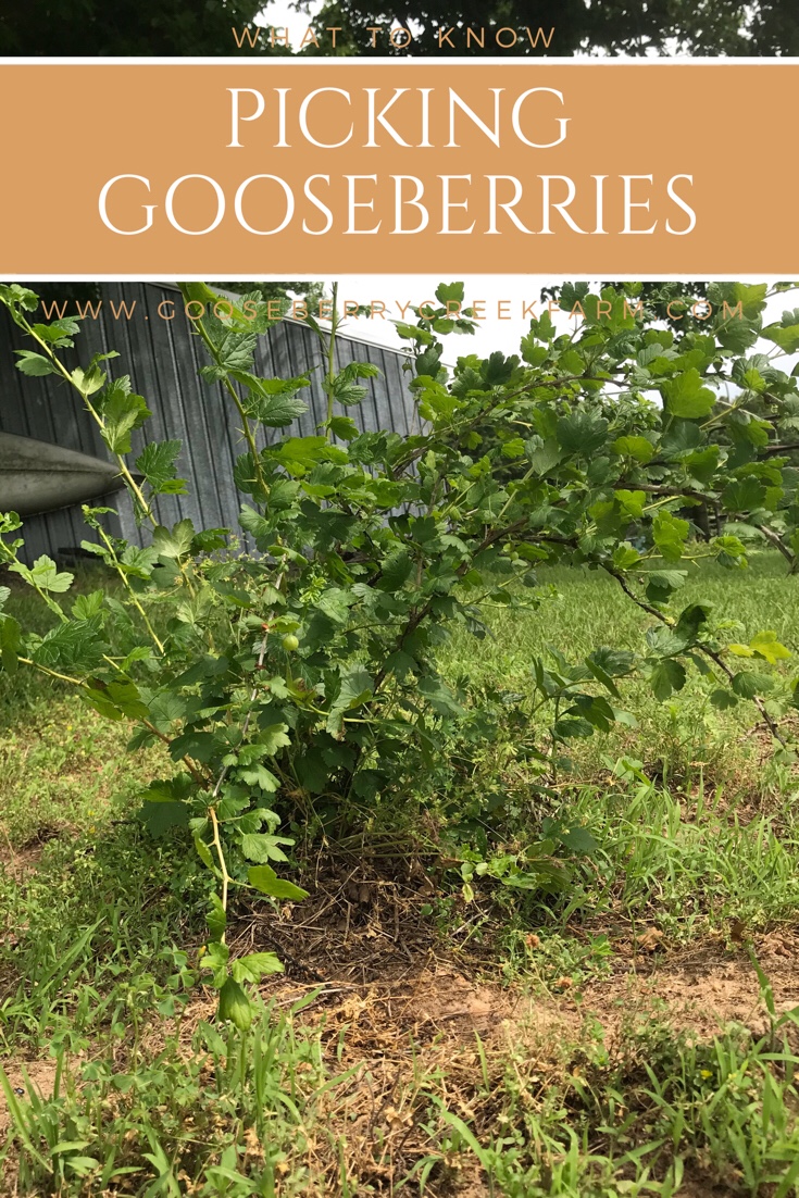 It’s Gooseberry Time! – Gooseberry Creek Farm